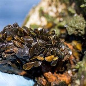 Golden Mussel in the California Delta – Likely Timeline | Bass Angler ...