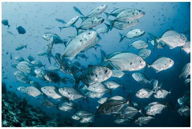 A Guide For Beginners: How To Choose The Right Saltwater Fish For Your ...